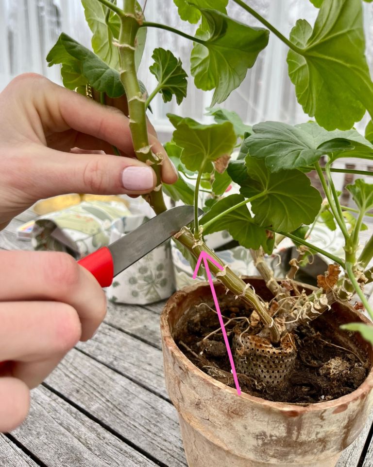Stickling från pelargon - så lyckas du | Midbec Tapeter